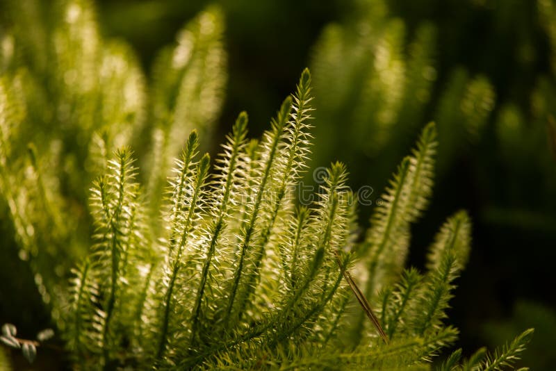 Beautiful, Fresh Creeping Cedars in a Natural Habitat Stock Image ...