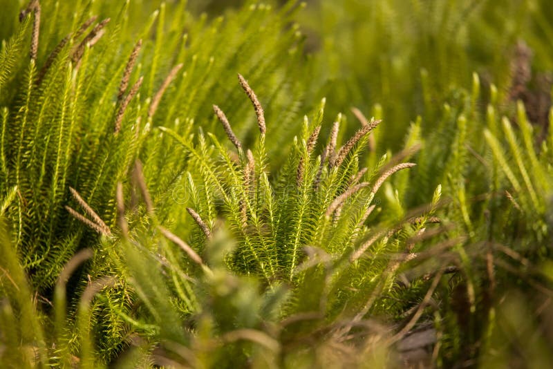 Beautiful, Fresh Creeping Cedars in a Natural Habitat Stock Photo ...