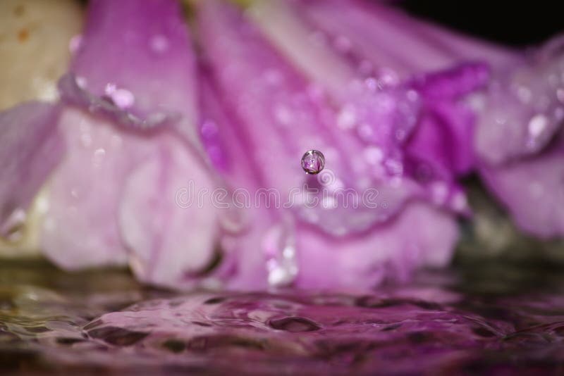 Beautiful Fresh Drop Water in Fresh Nature Stock Photo - Image of ...