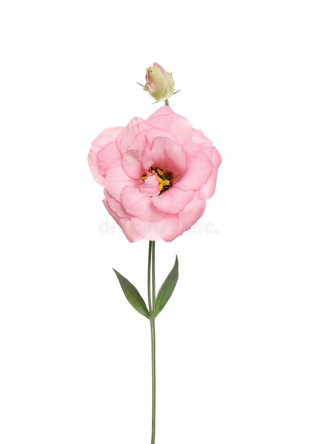 Beautiful Fresh Eustoma Flowers Isolated on White Stock Photo - Image ...