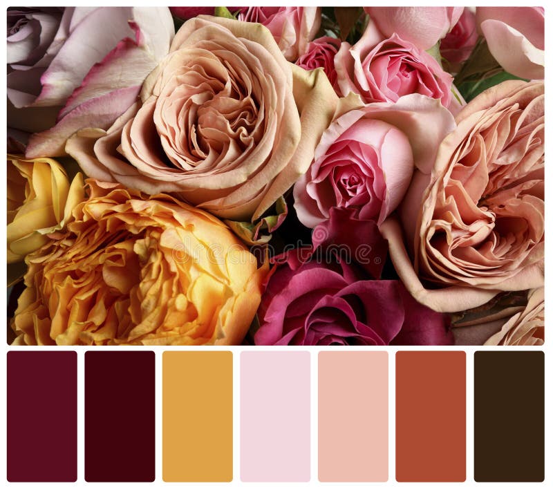Beautiful Fresh Flowers and Color Palette. Collage Stock Photo - Image ...