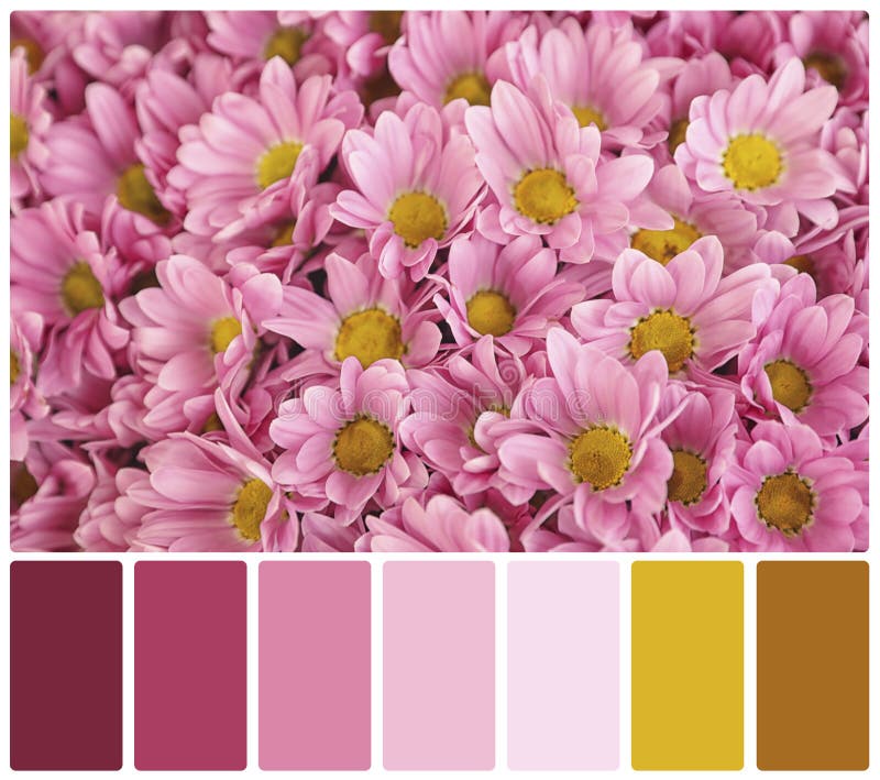 Beautiful Fresh Flowers and Color Palette. Collage Stock Image - Image ...