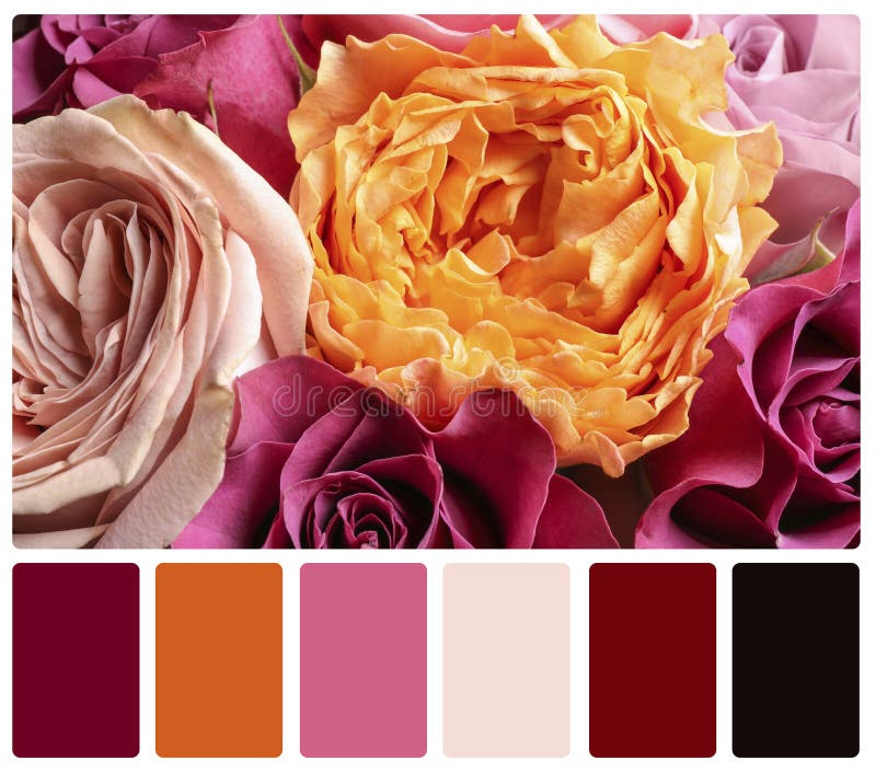Beautiful Fresh Flowers and Color Palette. Collage Stock Photo - Image ...