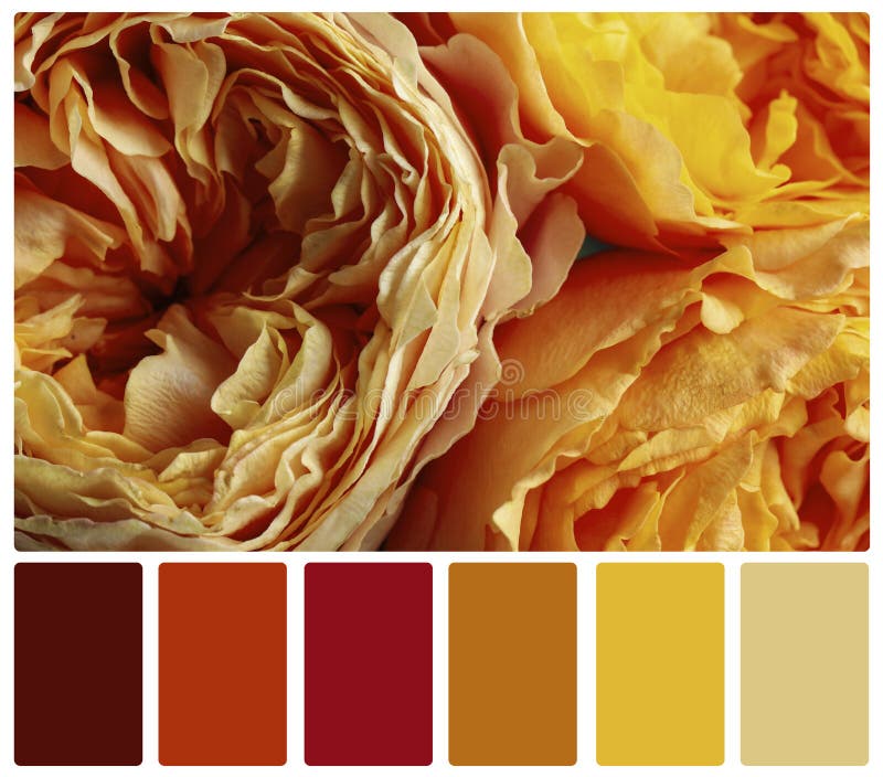 Beautiful Fresh Flowers Color Palette Collage Stock Photos - Free ...
