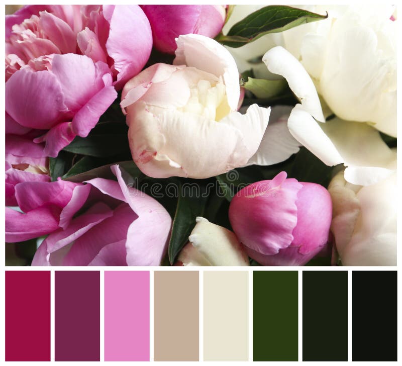 Beautiful Fresh Flowers and Color Palette. Collage Stock Image - Image ...