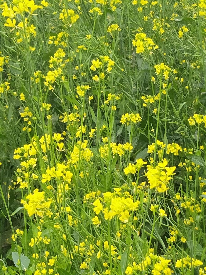 Beautiful and Fresh Flowers of Indian Mustards (Sarson) Stock Photo ...