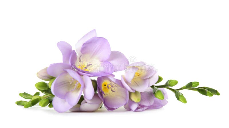 Beautiful Fresh Freesia Flowers Isolated Stock Image - Image of ...