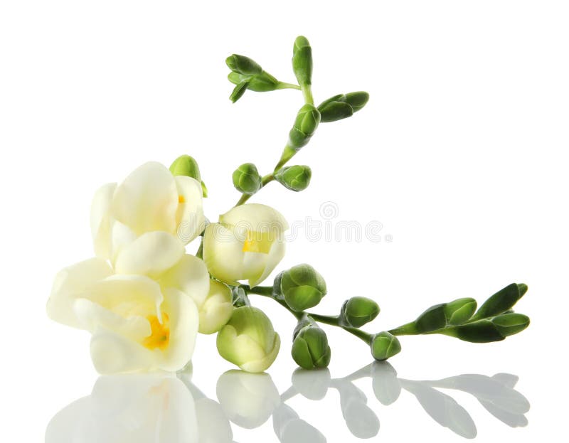 Beautiful Fresh Freesia Flowers on White Stock Image - Image of ...
