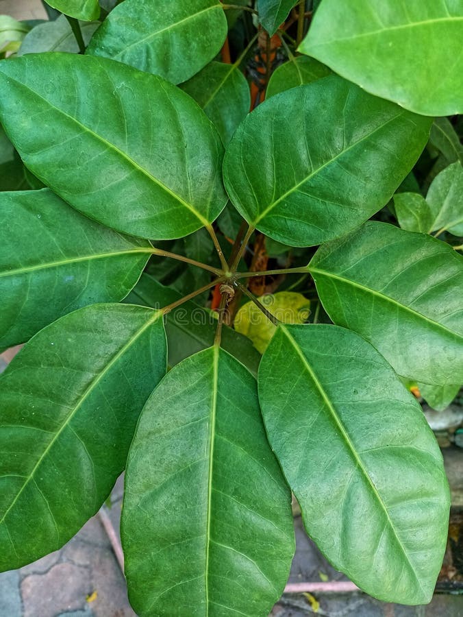 Beautiful and Fresh Geen Leaves from the Walisongo Plants Stock Photo ...