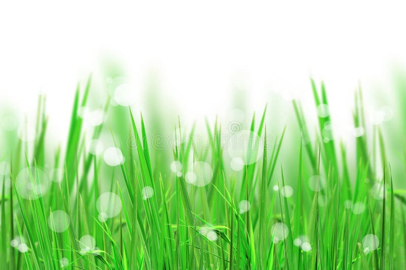 Grass and Sun Light and Green Grass so Beautiful Stock Photo - Image of ...