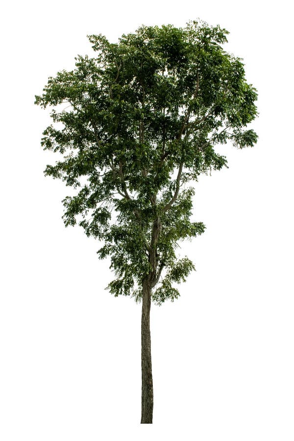 Beautiful Fresh Green Deciduous Tree Isolated on Pure White Background ...