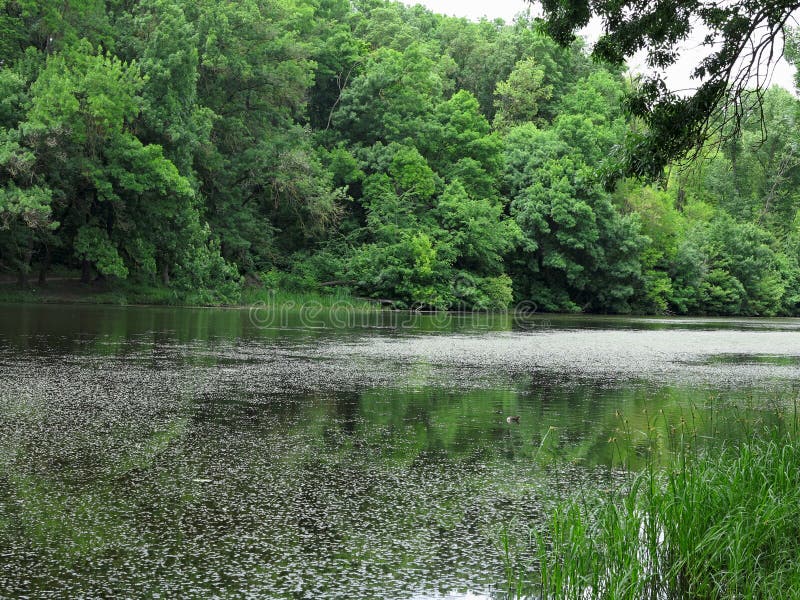 Beautiful Fresh Green Forest Tree Branches Over Lake Calm Water Surface ...
