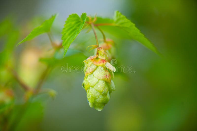 Beautiful Fresh Green Hops on Bush Stock Image - Image of fresh, close ...