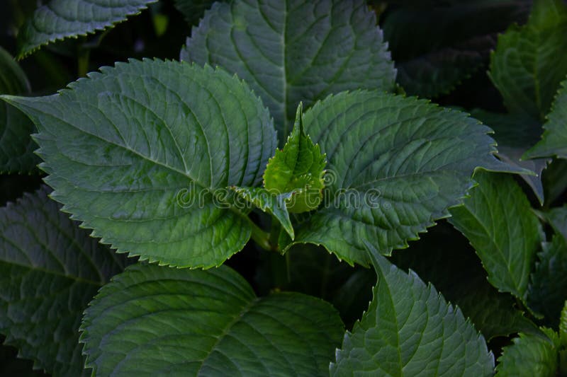 Beautiful Fresh Green Hydrangea Leaves Background. Dark Green Leaves ...