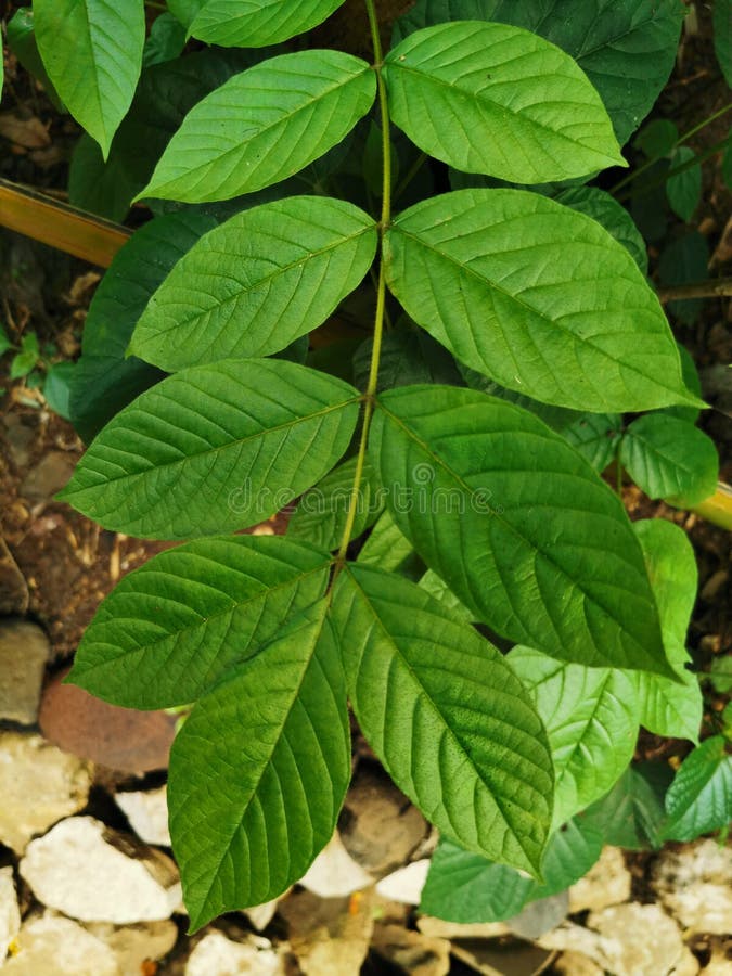 Beautiful and Fresh Green Leaves of Ash Tree Stock Image - Image of ...