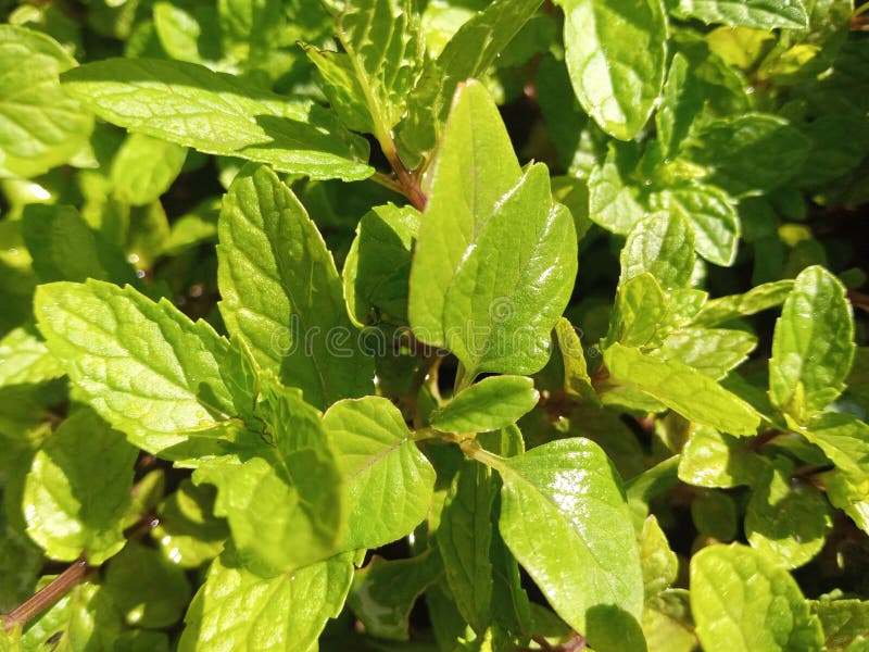 The Beautiful Fresh Green Mint Stock Image - Image of flower, leaf ...