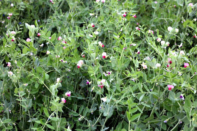 Beautiful Fresh Green Peas Tree with Peas Flower on the Field Stock ...