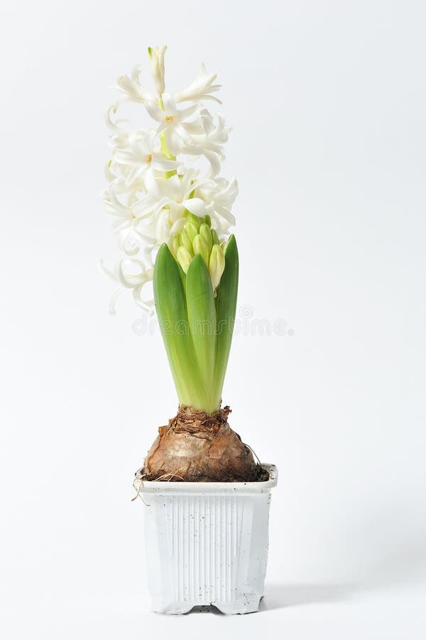 Beautiful and Fresh Hyacinth of White Color in a Pot on a White Stock ...