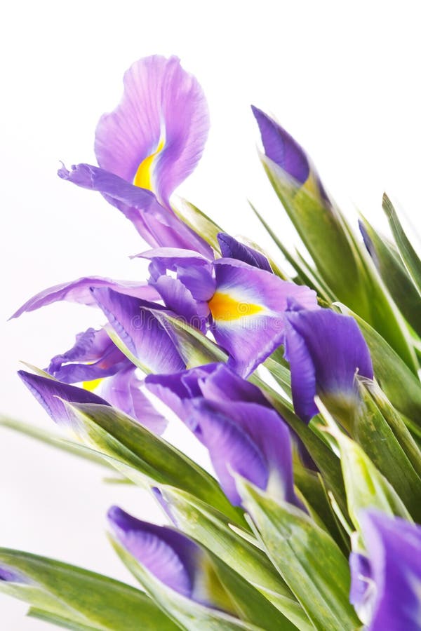 Beautiful Fresh Iris Flowers Stock Photo - Image of isolated, bouquet ...