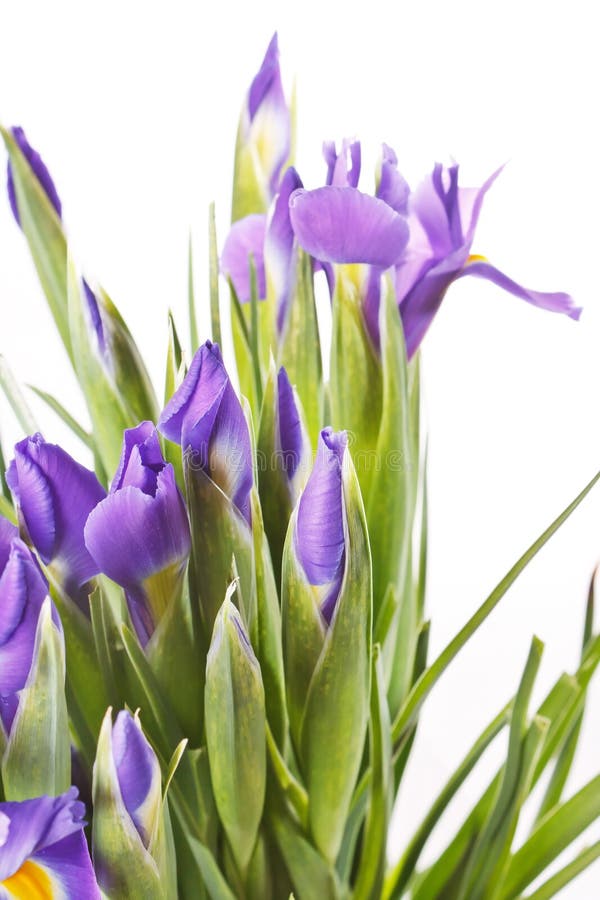 Beautiful Fresh Iris Flowers Stock Image - Image of bouquet, isolated ...