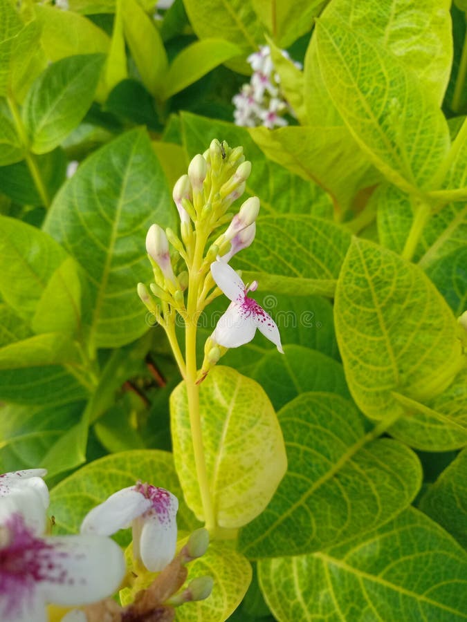 Beautiful and Fresh of King Crown Flower Under the Sun Light Stock ...