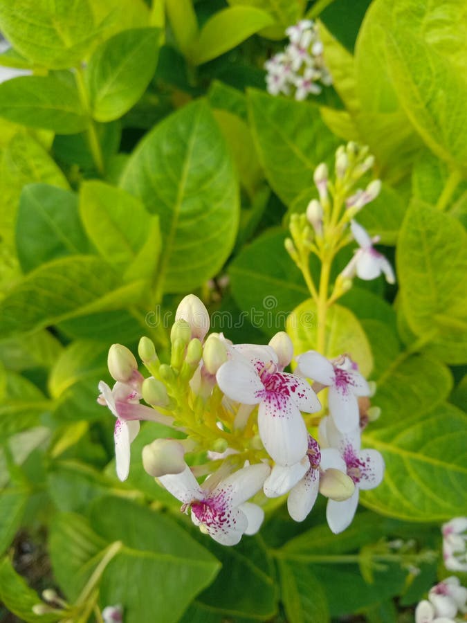 Beautiful and Fresh of King Crown Flower Under the Sun Light Stock ...