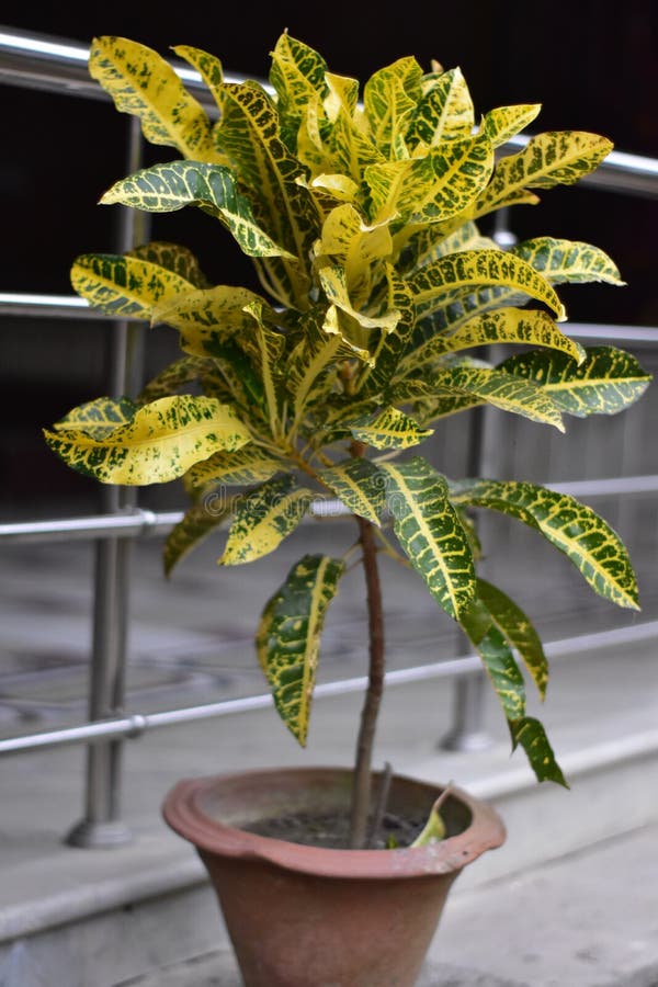 Tob Tree Stock Photos - Free & Royalty-Free Stock Photos from Dreamstime