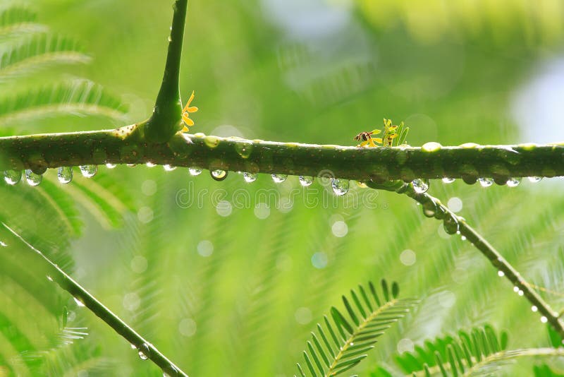 Beautiful Fresh Leaves stock image. Image of lush, design - 59184157