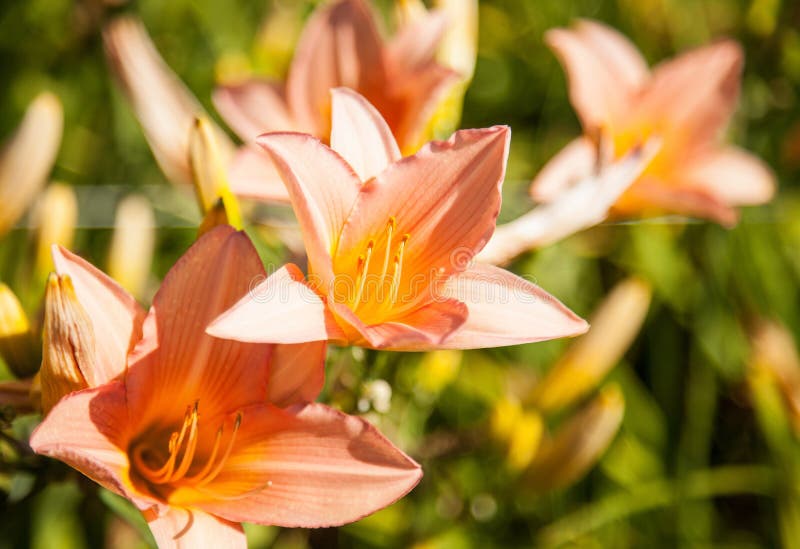 Beautiful fresh lilies stock photo. Image of garden, botany - 34067310