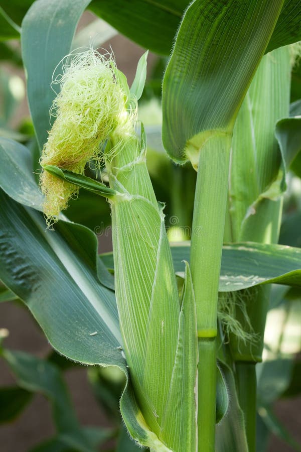 Beautiful and Fresh Looking Corn Plants Stock Photo - Image of fresh ...