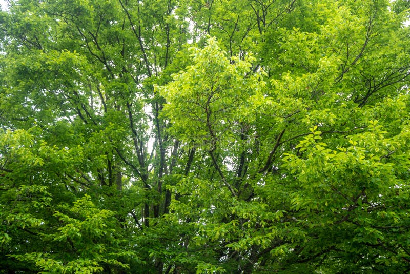 Lush Branches and Leaves and a Pond with Duck Stock Image - Image of ...