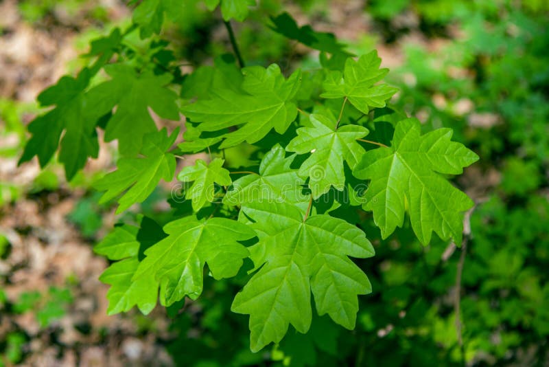 Beautiful Fresh Maple Tree Green Leaves Stock Image - Image of ...