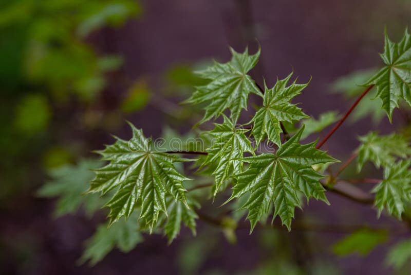 Beautiful Fresh Maple Tree Growing in the Forest Stock Image - Image of ...