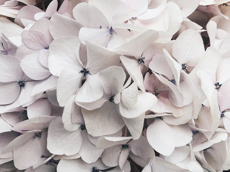 Beautiful Fresh Pastel Colored Hydrangea Flower in Bloom Stock Photo ...