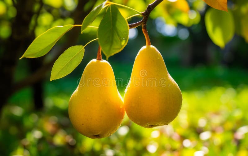 Beautiful fresh pear fruit stock illustration. Illustration of petal ...