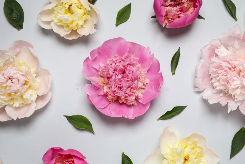 Beautiful Fresh Peonies and Leaves on Grey Background, Flat Lay Stock ...