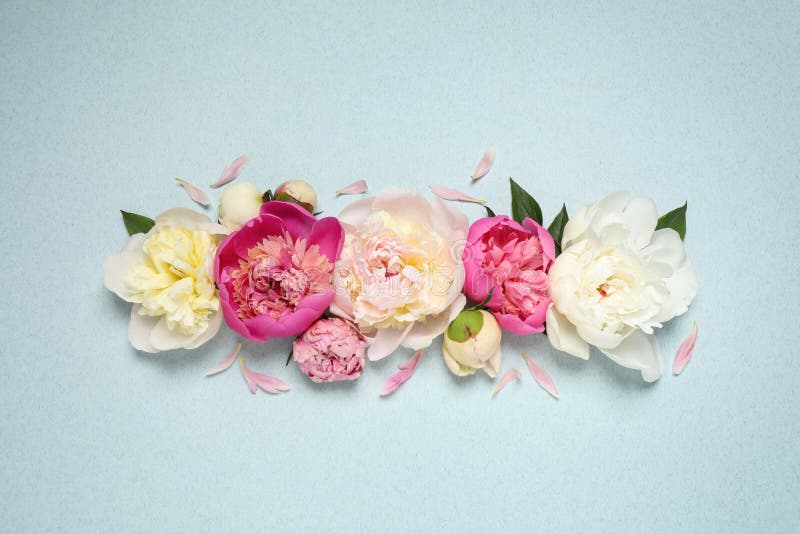 Beautiful Fresh Peonies on Blue Background, Flat Lay Stock Photo ...