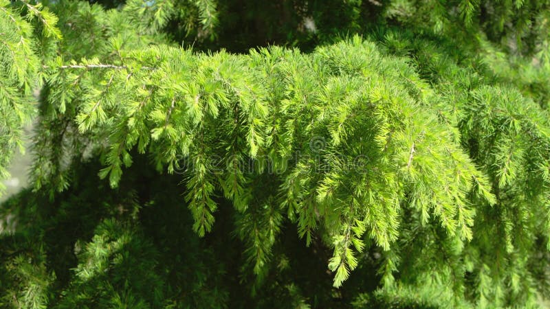 Beautiful Fresh Pine Tree Green Branch in Spring Stock Video - Video of ...