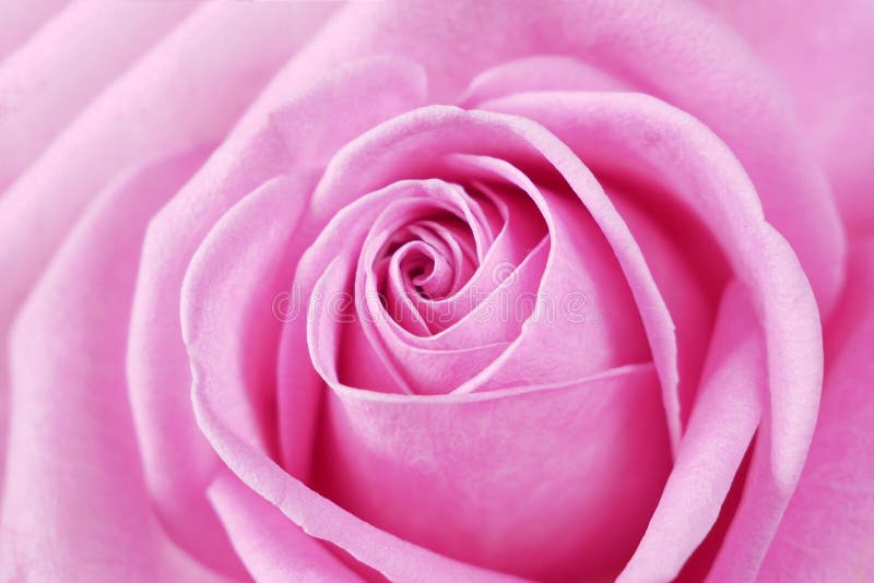 Beautiful Fresh Pink Rose Background Stock Image - Image of floral ...