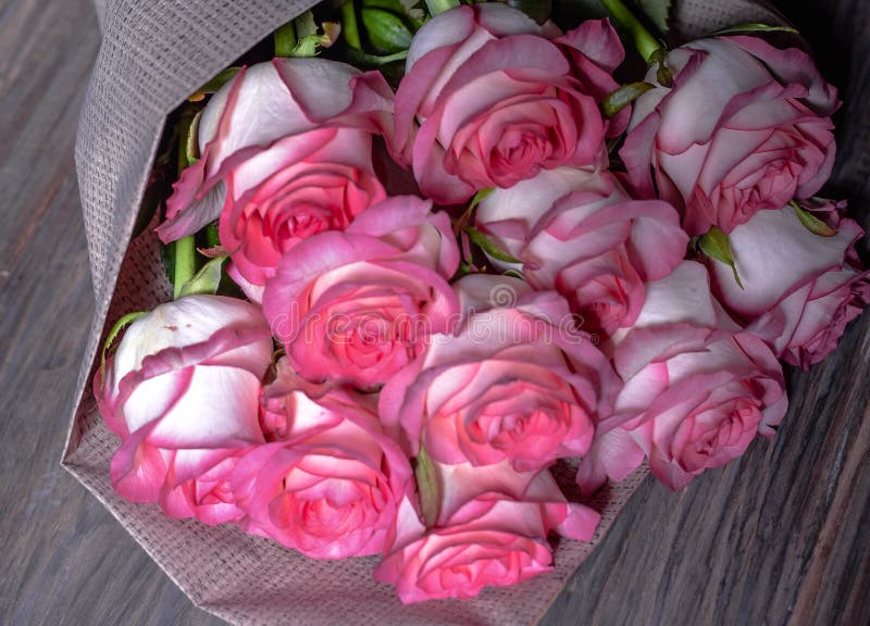 Beautiful Fresh Pink Roses. Stock Image - Image of group, flora: 91025457