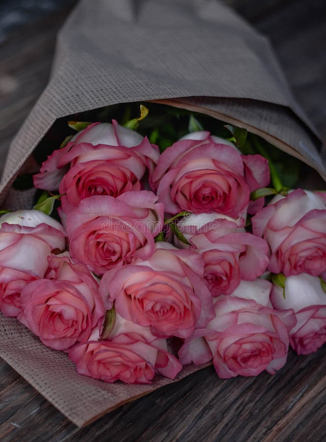 Beautiful Fresh Pink Roses. Stock Image - Image of freshness, abstract ...