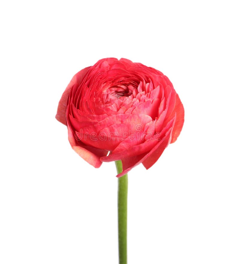 Beautiful Fresh Ranunculus Flower Isolated on White Stock Photo - Image ...