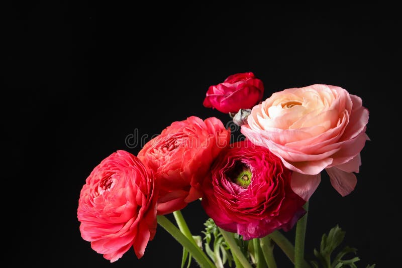 Beautiful Fresh Ranunculus Flowers on Black Background Stock Image ...