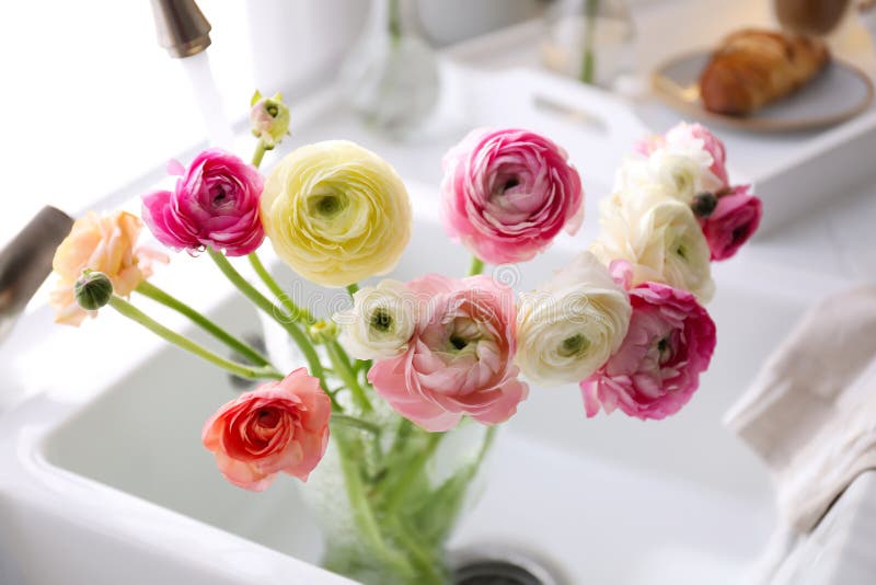 Beautiful Fresh Ranunculus Flowers in Kitchen Sink Stock Photo - Image ...