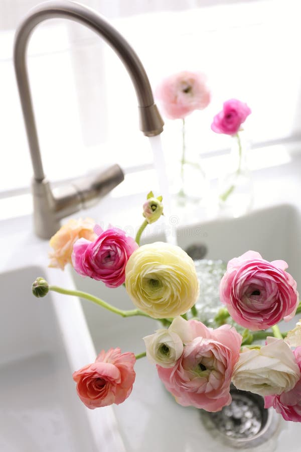 Fresh ranunculus stock photo. Image of present, beauty - 72108012