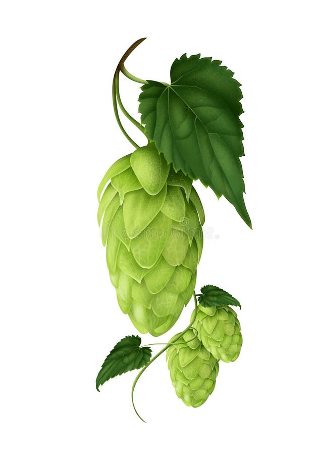 Beautiful Fresh Realistic Hop Illustration Stock Illustration ...