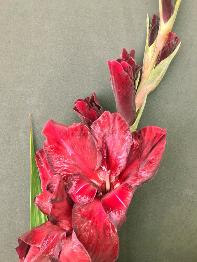 Beautiful Fresh Red Gladiolus Isolated on Black. Flower of Gladiolus ...