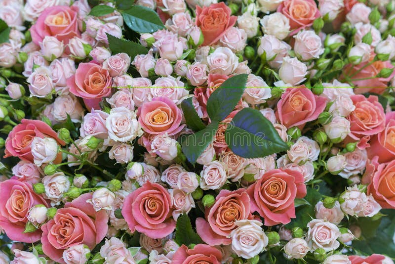 Beautiful Fresh Red and Pink Roses. Beautiful Bouquet of Roses Stock ...