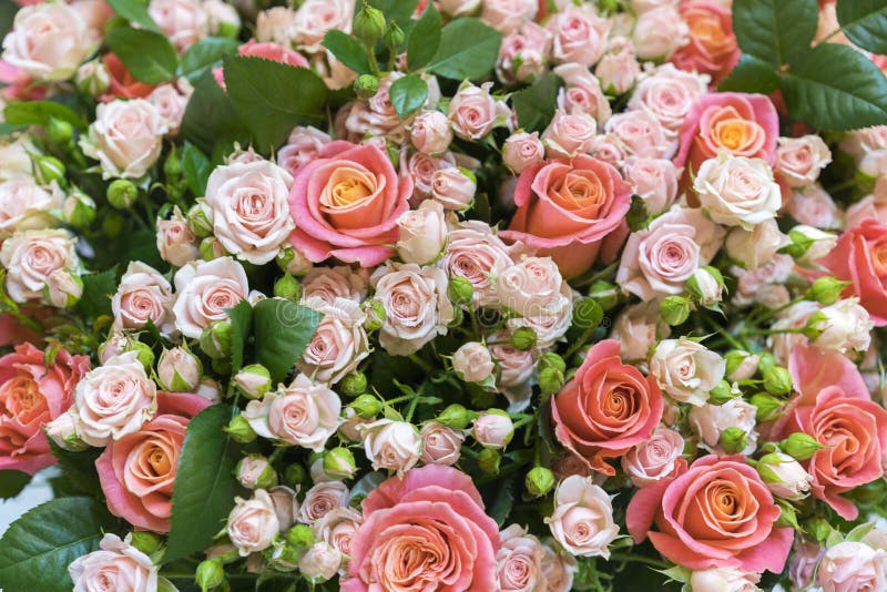 Beautiful Fresh Red and Pink Roses. Beautiful Bouquet of Roses Stock ...