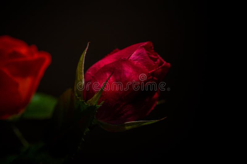 Beautiful Fresh Red Rose in Focus in Darkness. Close Up of Blooming Red ...